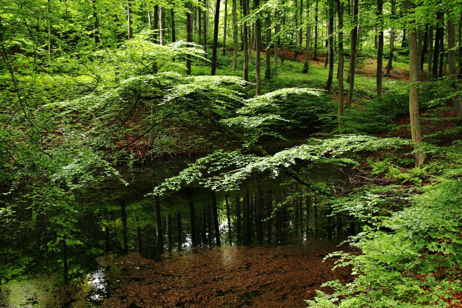 Hidden Lake Arnt Design Discountmalingdk
